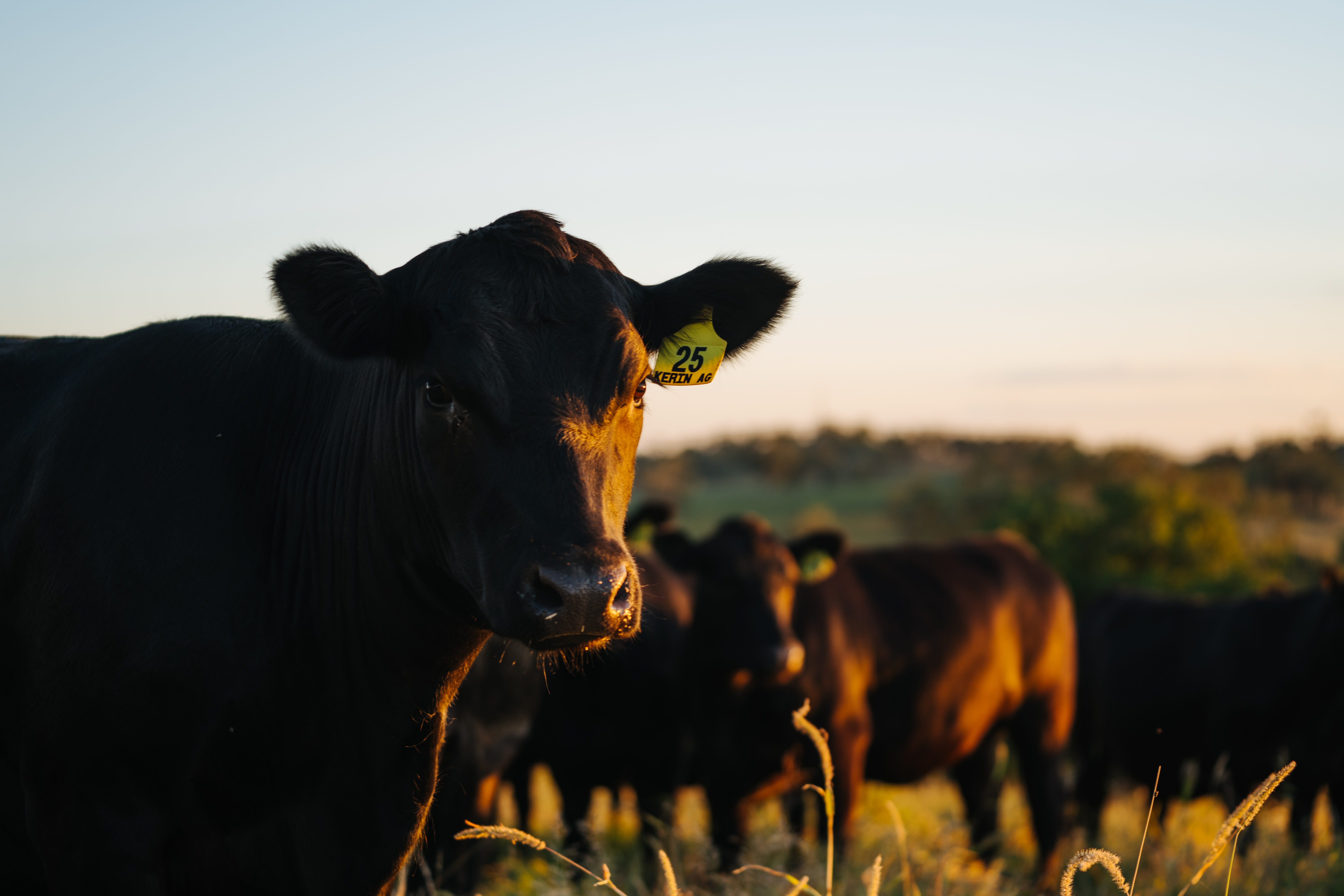 Building a Highly Profitable Grazing Business Around Climate Change ...