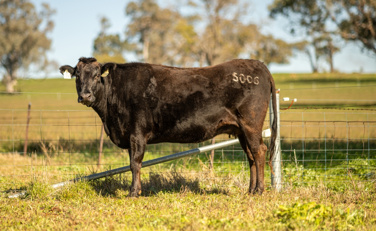 Home [www.kerinag.com.au]